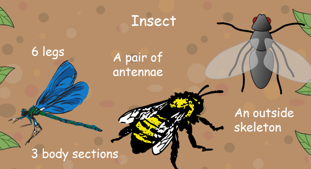 Minibeasts – Canuck Place School Room