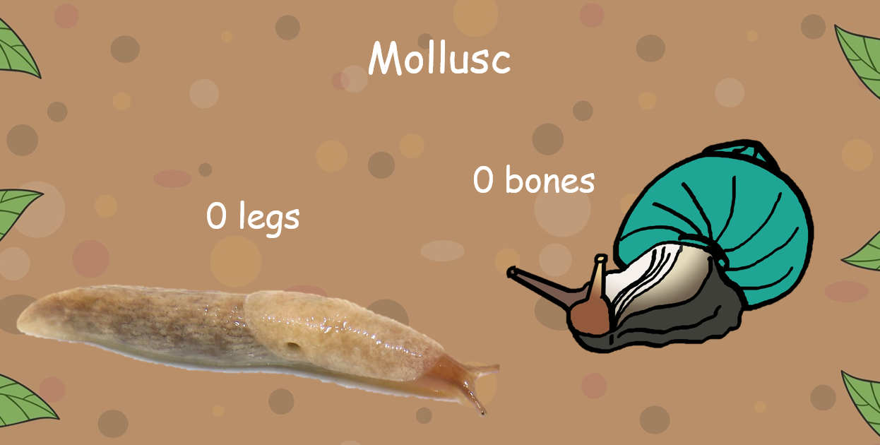 Minibeasts – Canuck Place School Room